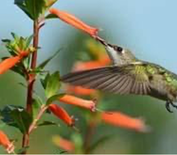 Help Save our Pollinators-Plant a Garden! - Garden Center
