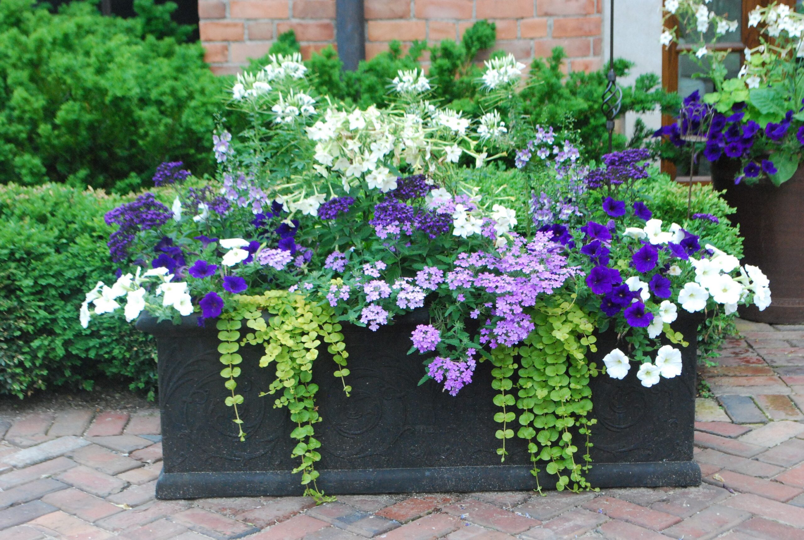 Container Gardening - Planting the Perfect Pot. - Garden Center
