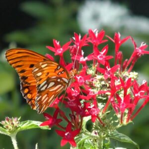 Landscaping for Pollinators in Northeast Florida