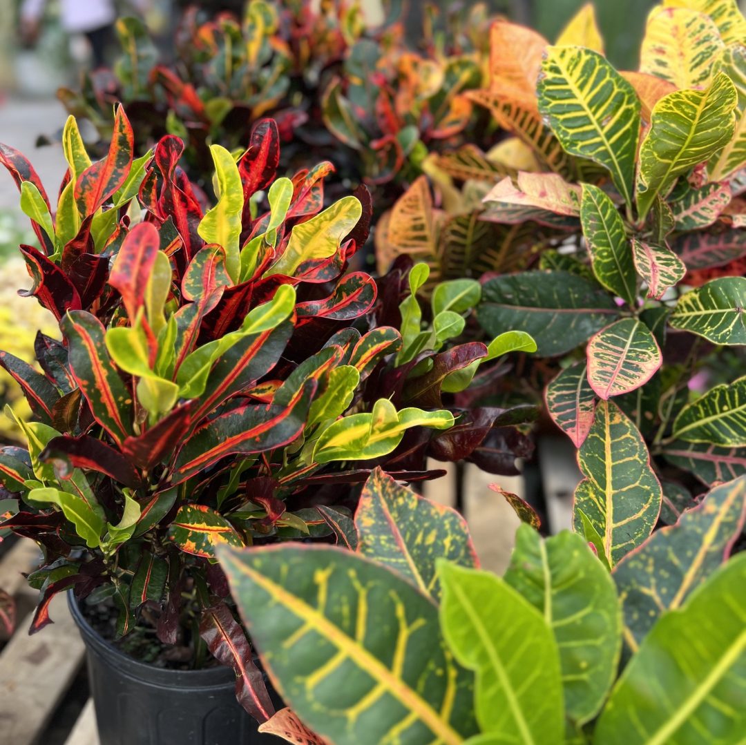 Ensuring the Survival of Sensitive Plants in Northeast Florida's Cooler ...