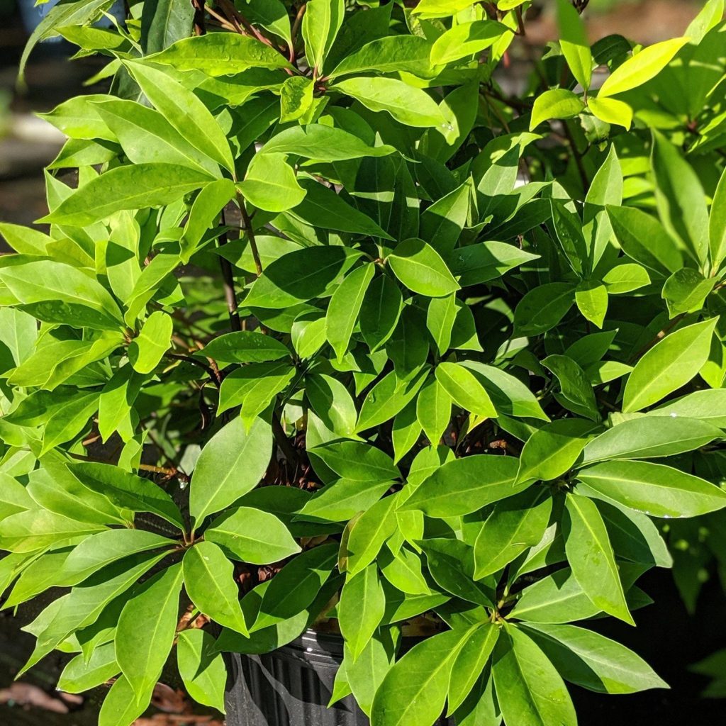 The Native Garden Guide for Northeast Florida - Landscape