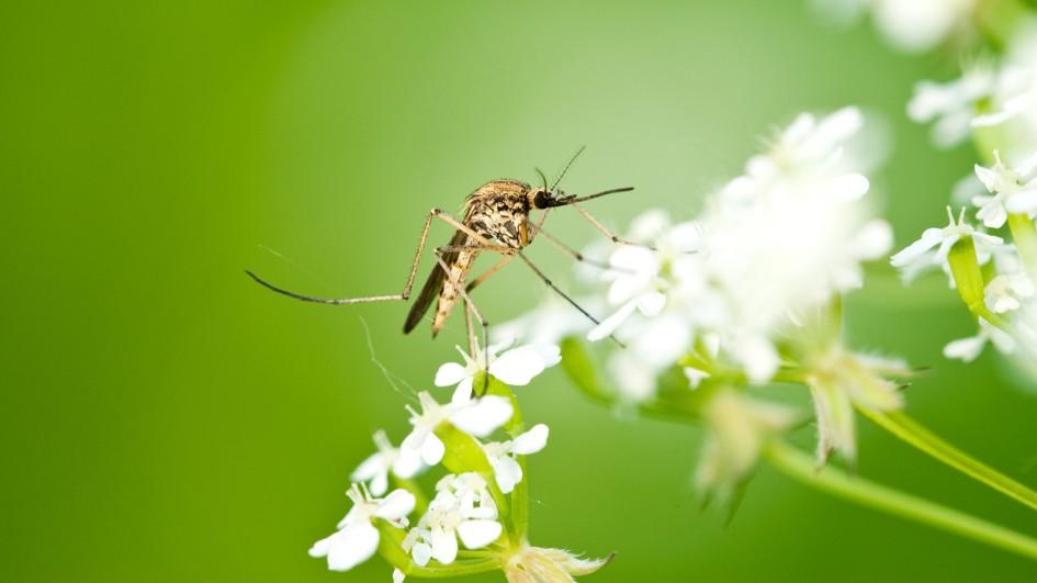 Learn the 2 ways we prevent a mosquito invasion. - Lawn Care
