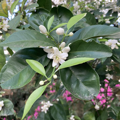 What's The Cause And Treatment for Black Citrus Tree Leaves?