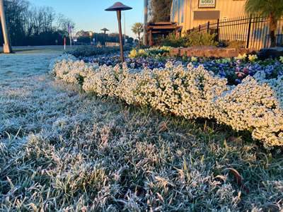 6 Essential February Lawn and Garden Tips