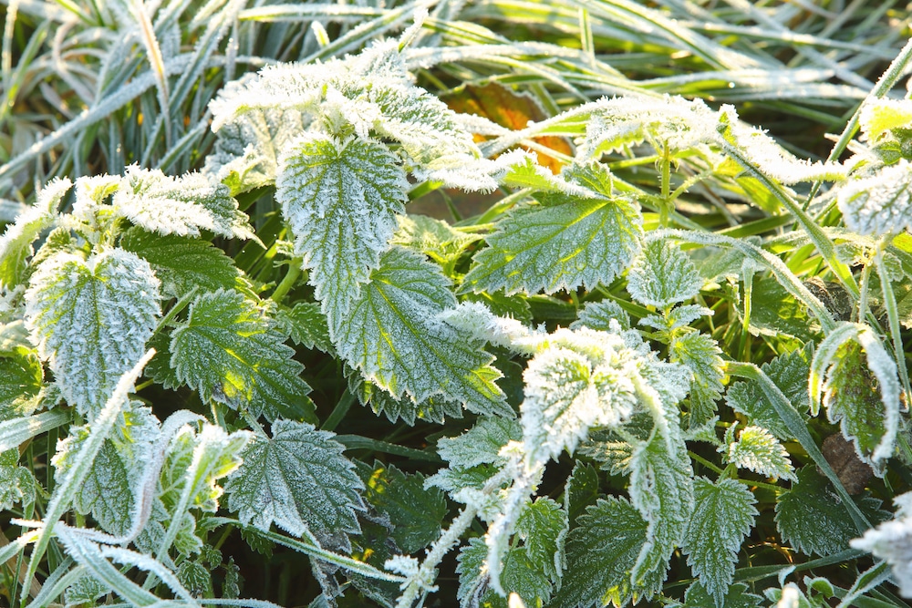 Ensuring the Survival of Sensitive Plants in Northeast Florida's Cooler ...