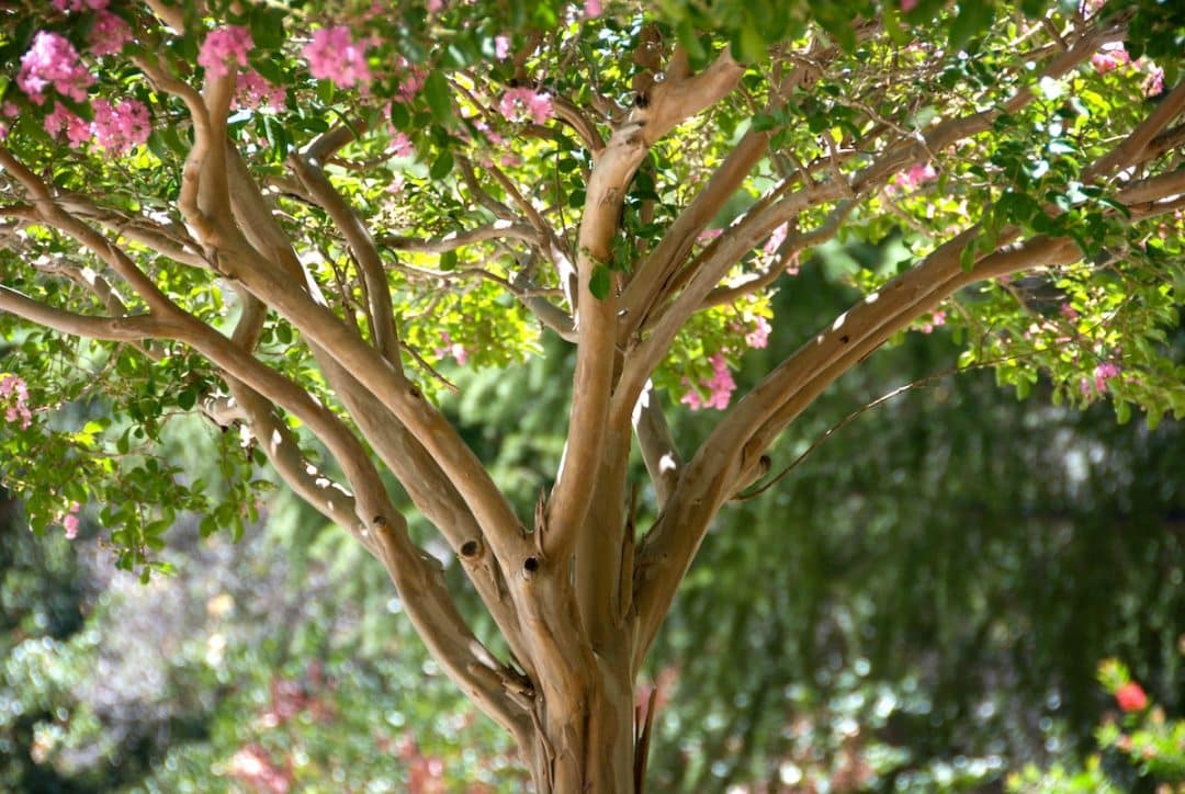 Crape Myrtles for Florida Yards: Varieties, Uses & Care