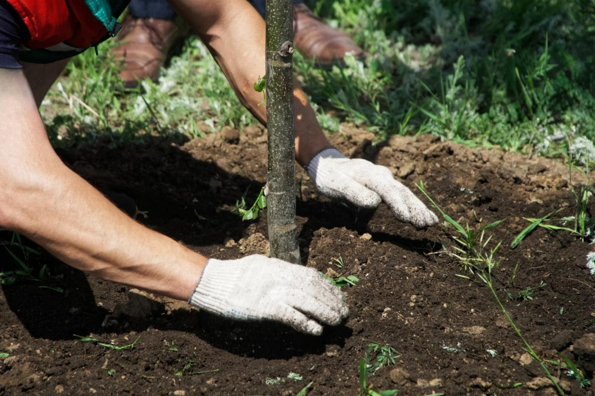 The Right Way to Plant New Trees: Why You Need a Ring Bowl